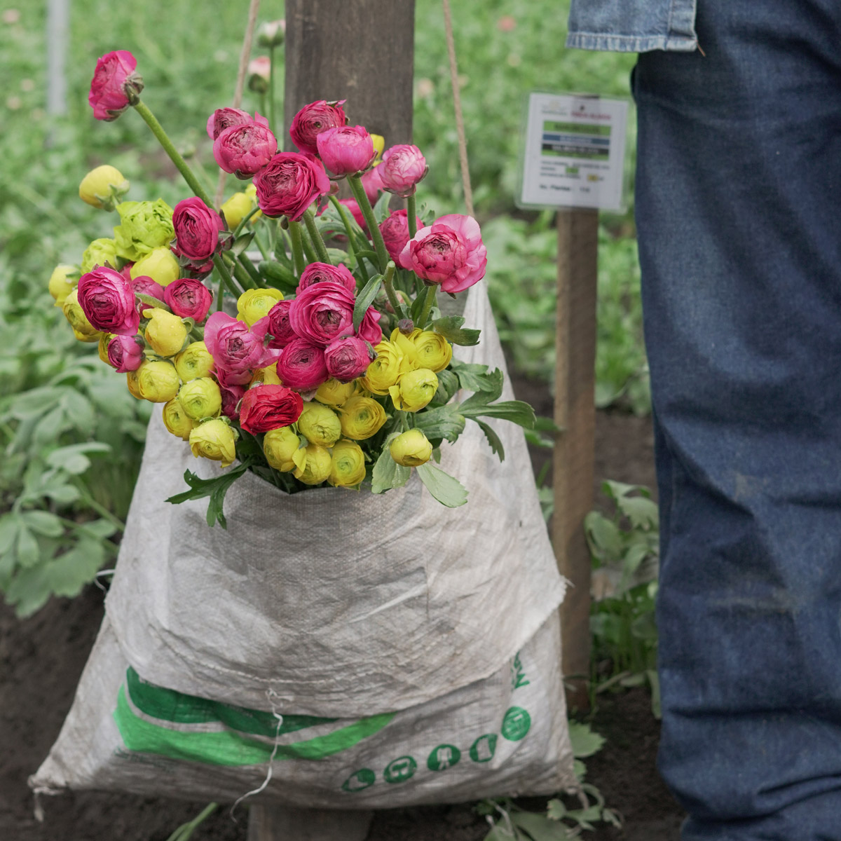 Del Alma Group | Flowers remind us that the soul finds rest in nature