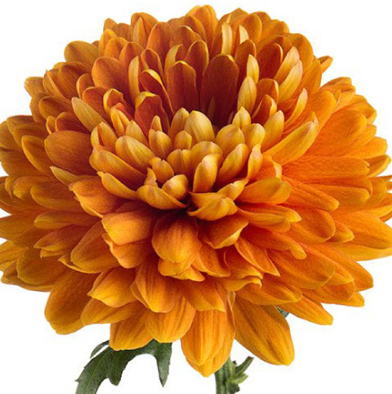 Bronze Football Mum | Del Alma Group