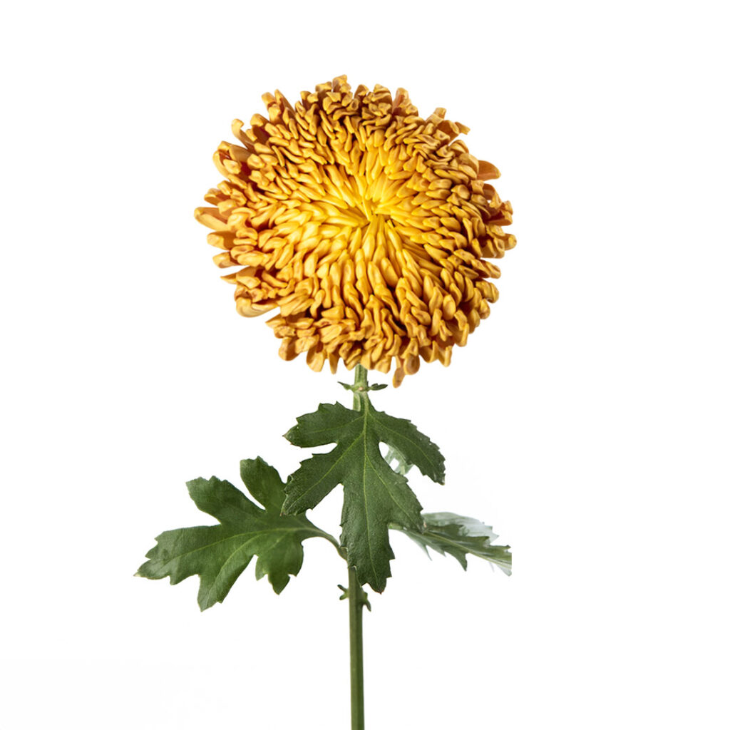 Bronze Football Mum | Del Alma Group