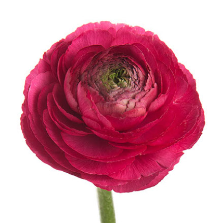 Hot Pink Ranunculus | Del Alma Group