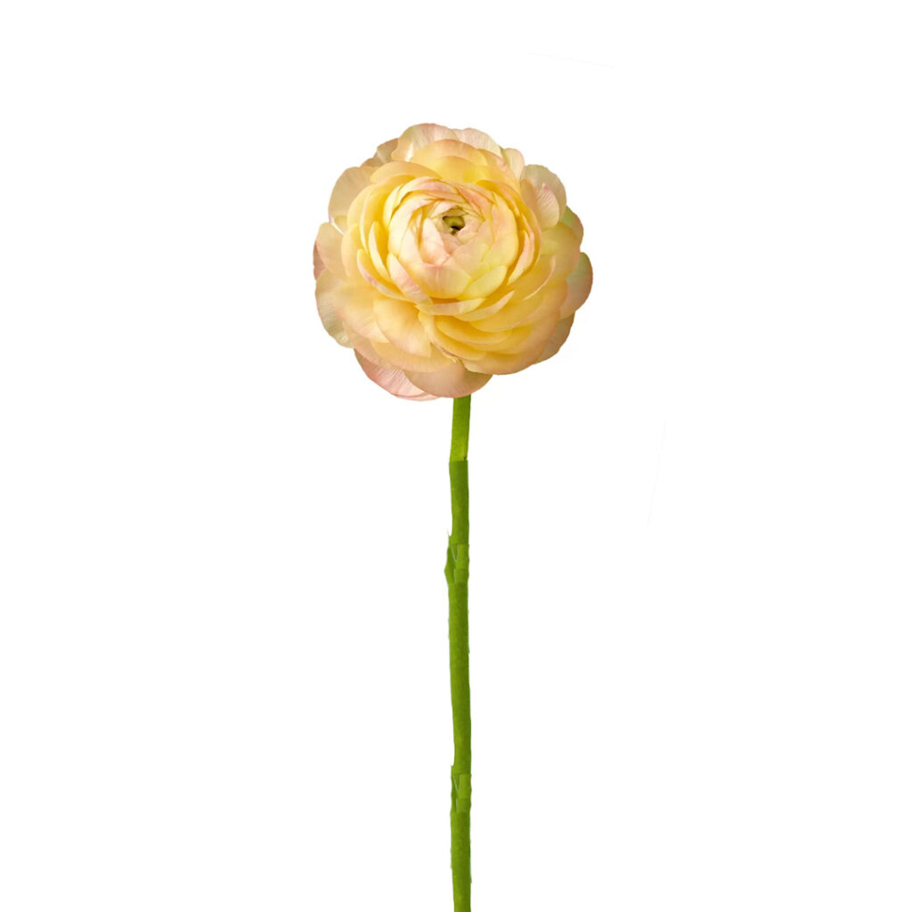 Peach Ranunculus | Del Alma Group