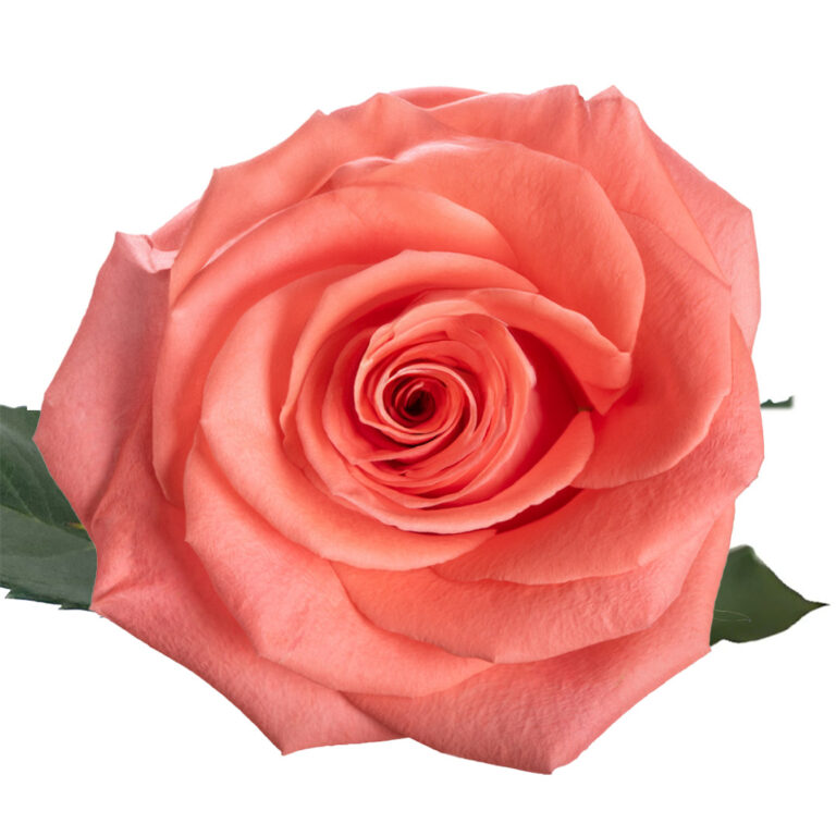 Rose Amsterdam | Del Alma Group